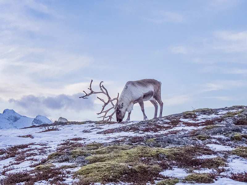 The Natural Goodness of Reindeer Organs 🦌 | The Arctic Pure | United States
